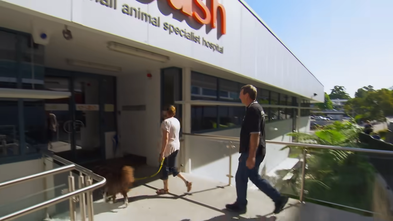 The deadly fungus inside this dog’s brain