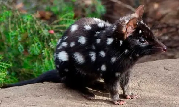 Quoll Malhado: Esse animal parece ter saído direto dos desenhos animados