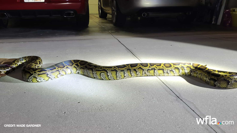 Man finds nearly 12 foot python in Florida neighborhood