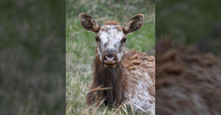 Rare Female Piebald Elk Fascinates in Colorado