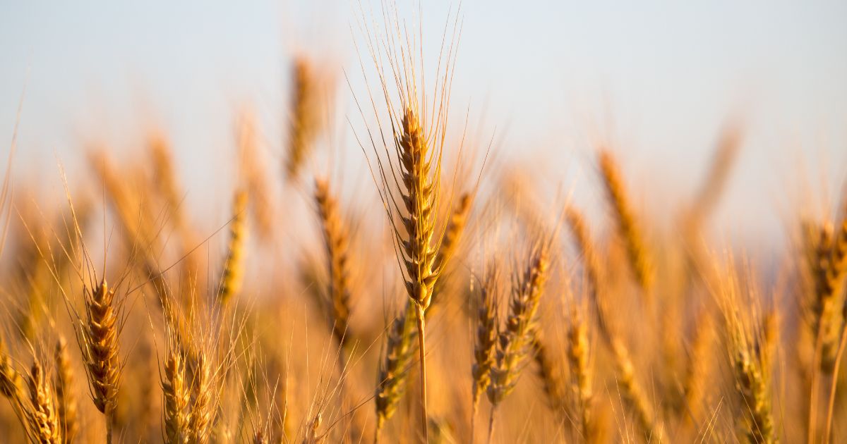 13 Things That Will Always Make Kansas Natives Think of Home