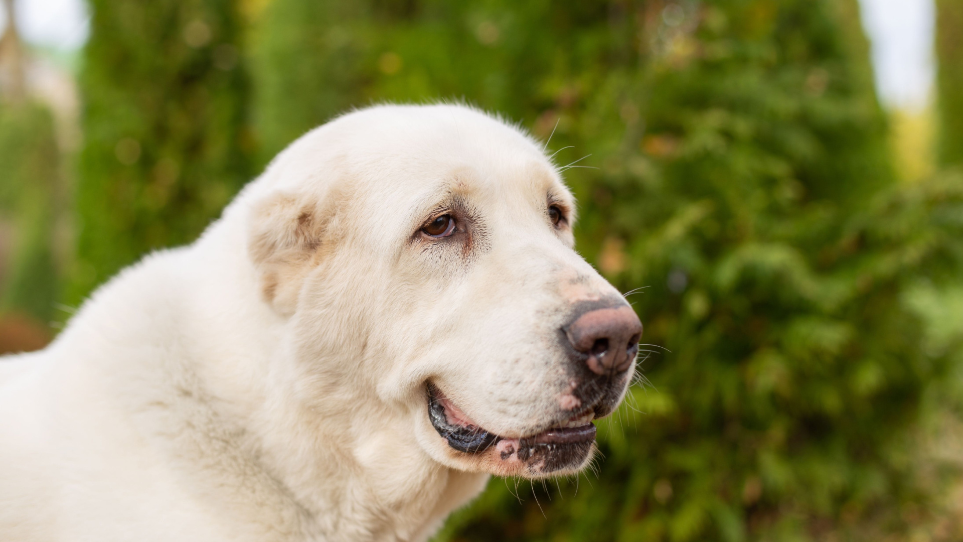 8 Habits That Make Dogs The Ones No One Wants To Play With At The Park