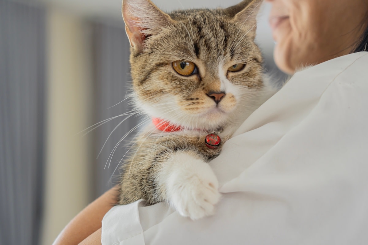 Cat ‘Rolls Her Eyes’ at Baby’s ‘Yapping’ Like a True Sibling