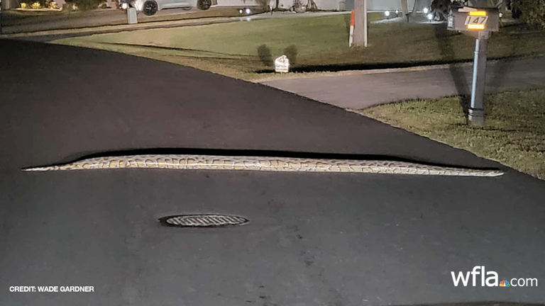 Man finds nearly 12 foot python in Florida neighborhood