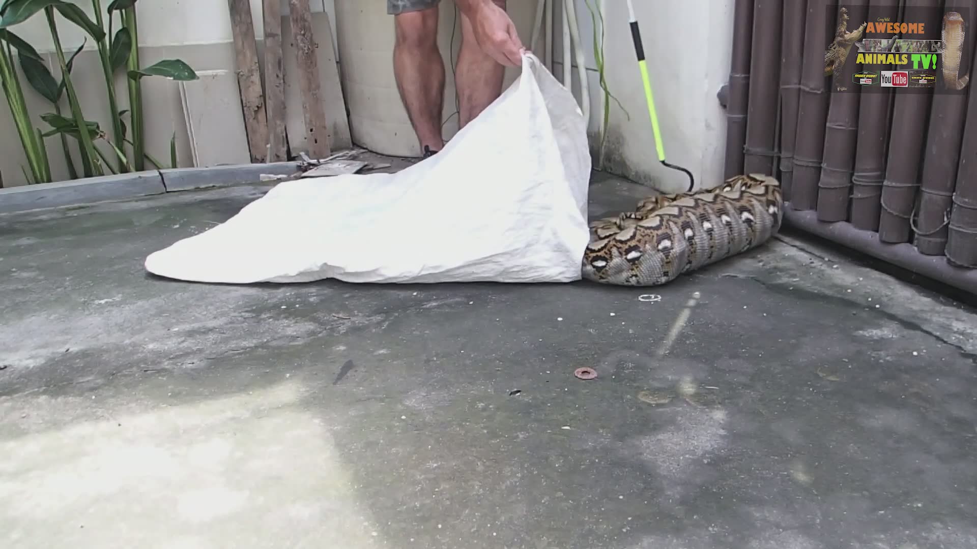 Snake versus cat standoff with a massive python in an intense backyard encounter