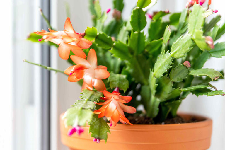 5 Reasons Why Your Thanksgiving Cactus Looks Sad Right Now (and How to ...