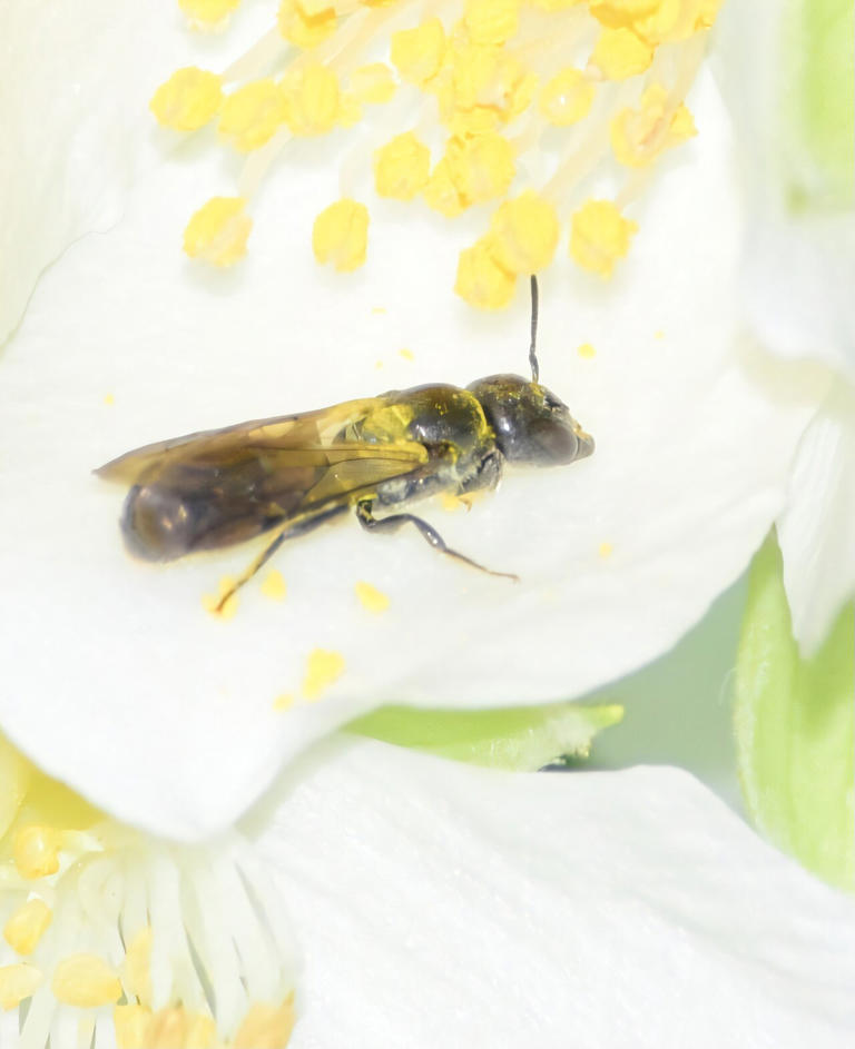Nine new-to-Vermont bee species discovered