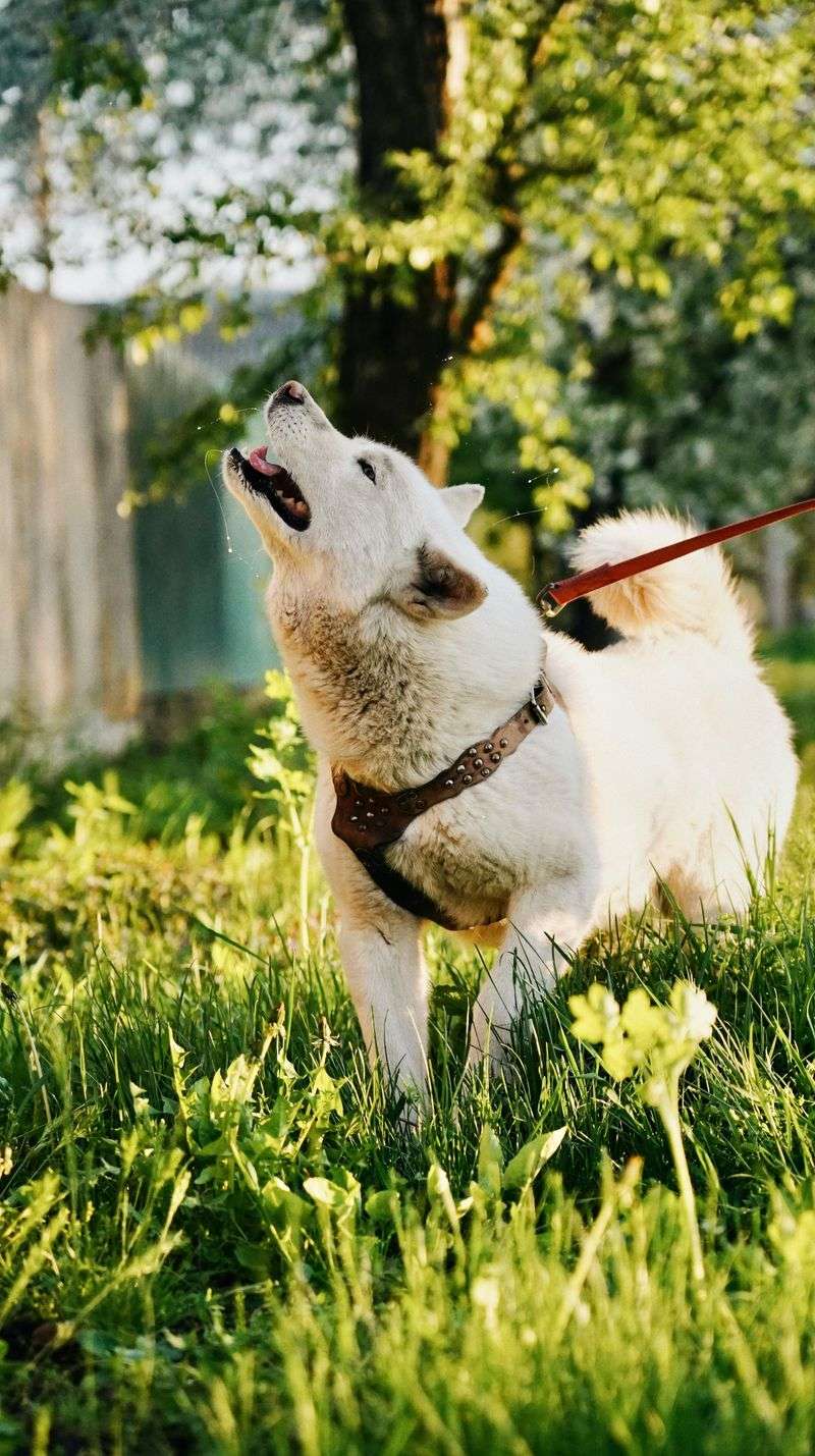 8 Habits That Make Dogs The Ones No One Wants To Play With At The Park