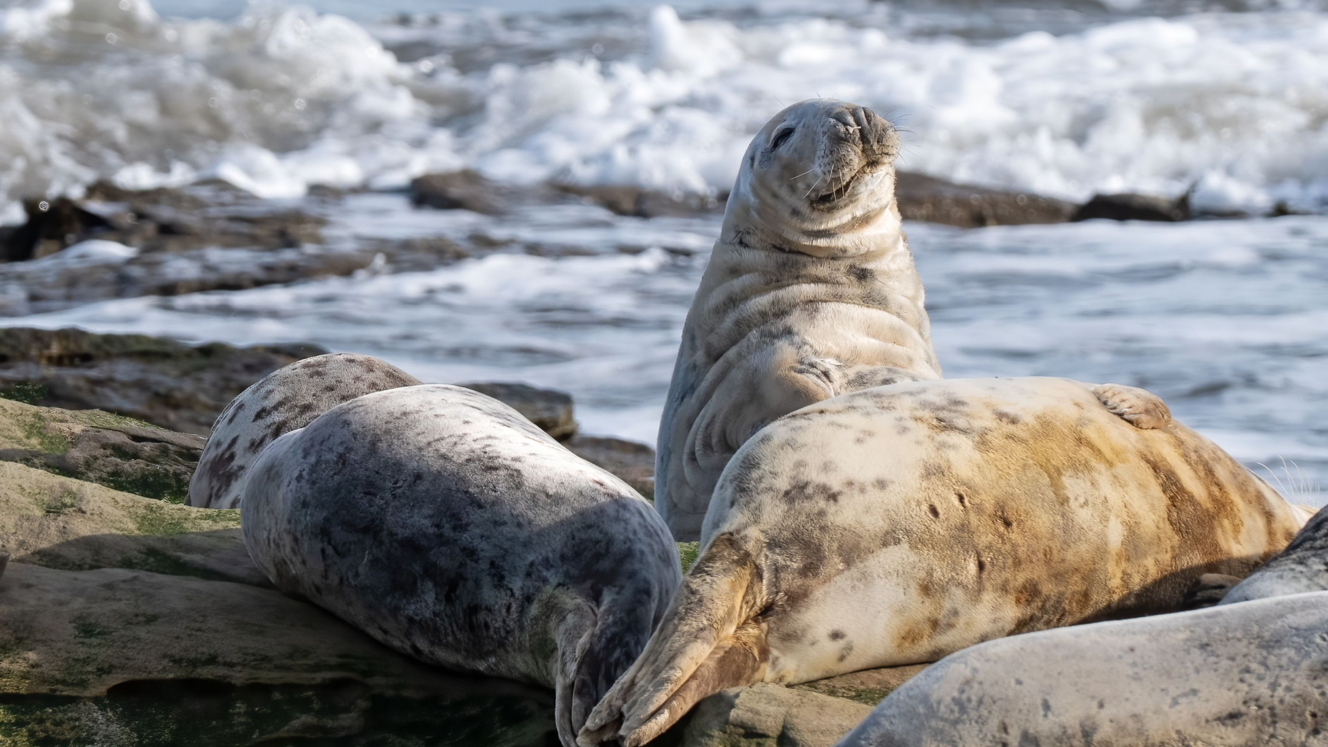 How Do Gray Seals Survive Canada’s Harsh Winter Conditions?