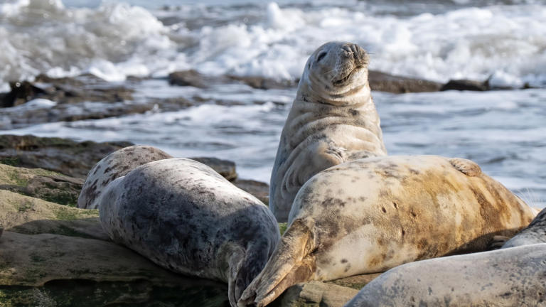 How Do Gray Seals Survive Canada’s Harsh Winter Conditions?