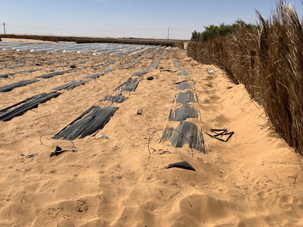 Escapade à El Menia, la destination la plus sous-cotée du Sahara