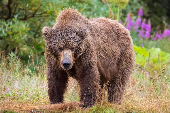 Grizzly bear attacks school kids and teachers injuring 11 with 2 ...