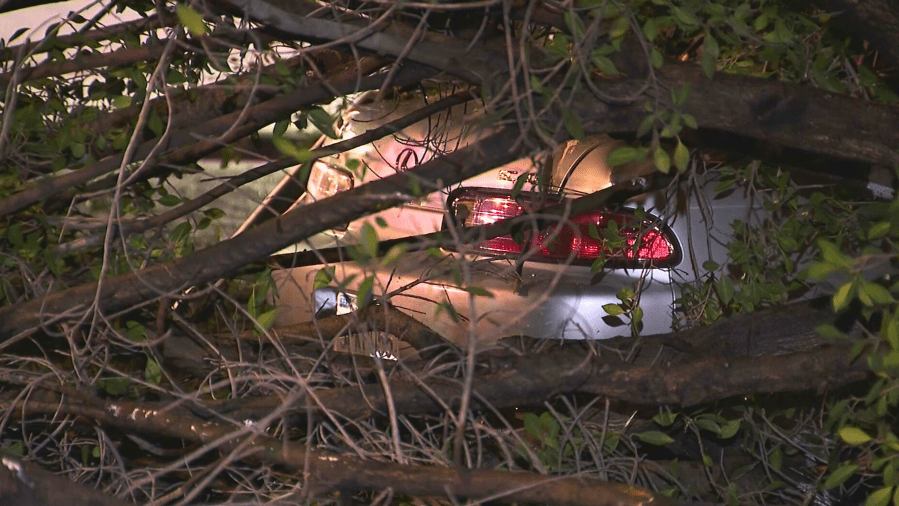 Motorist driving through Westlake hit by falling tree