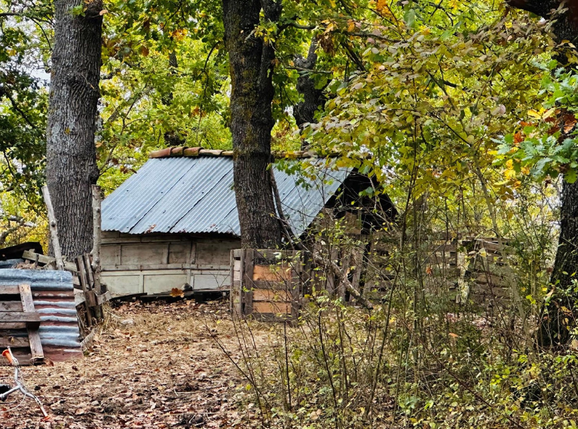 Chieti, i bimbi della famiglia che vive nel bosco trasferiti in una ...