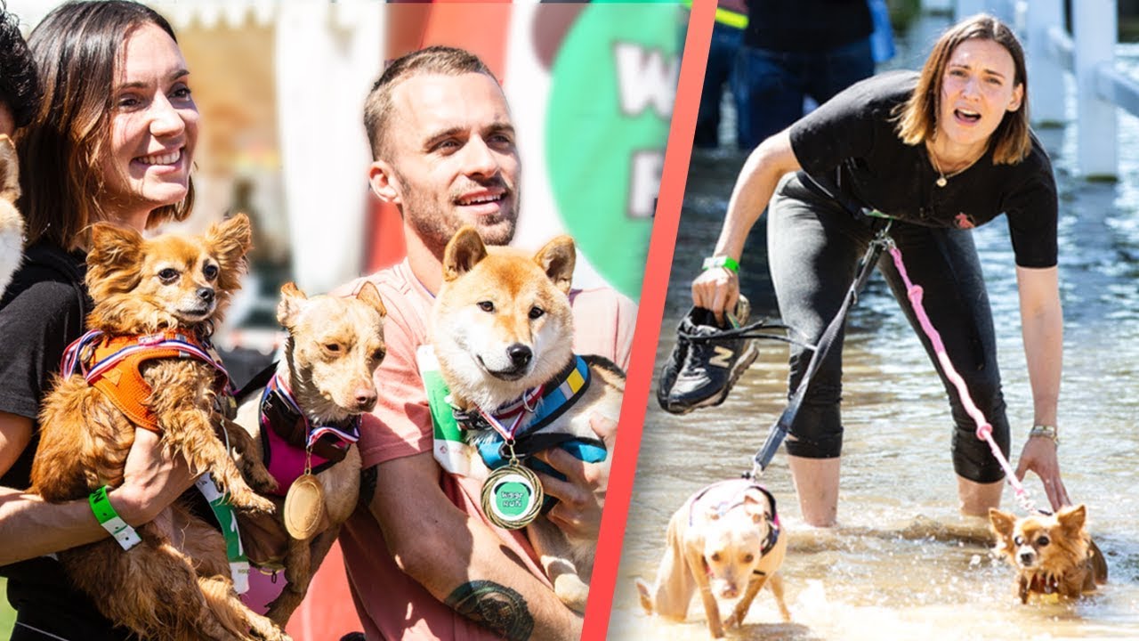 La course de canidés !- Natoo