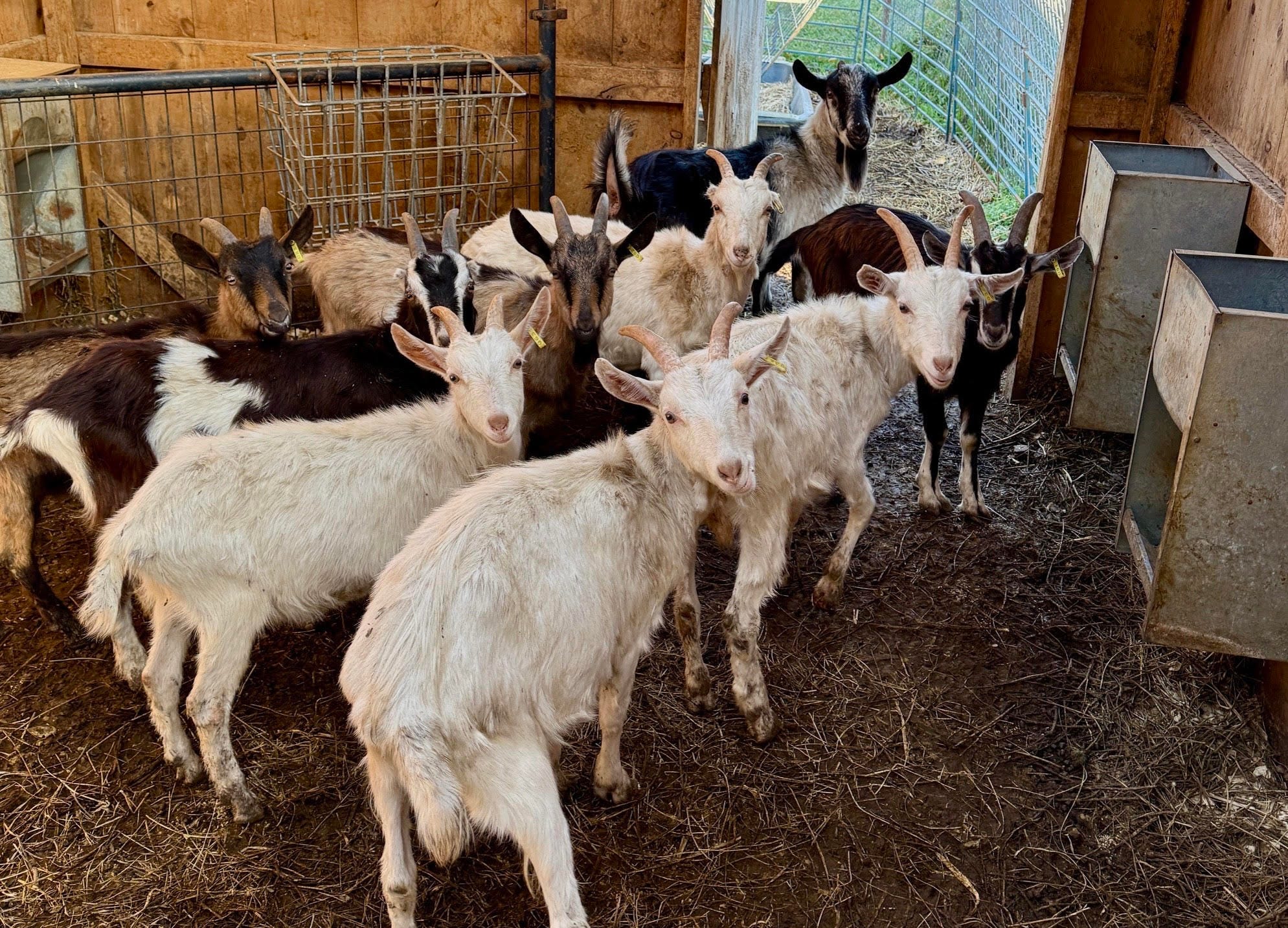 Hundreds of farm animals in Irving seized by SPCA Serving Erie County