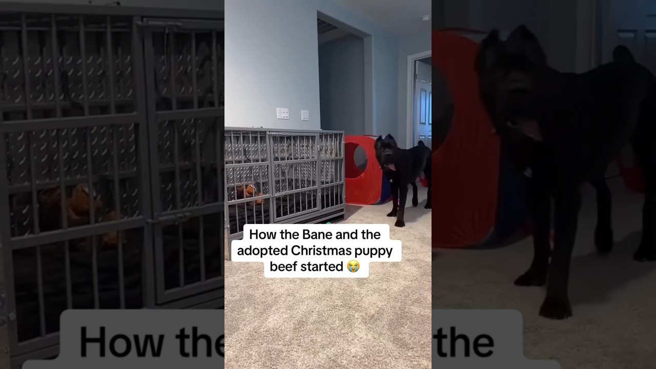 Dog ignores the new puppy and claims pack dominance