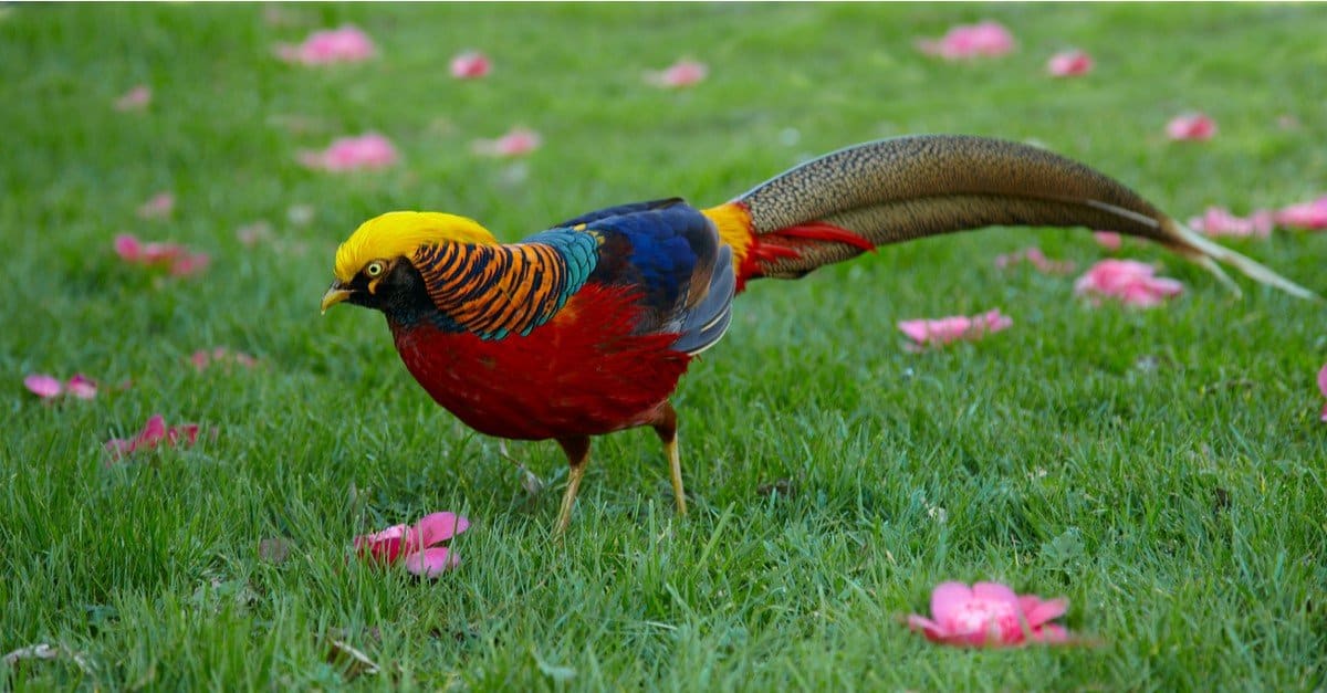 The golden pheasant has fiery and fabulous plumage