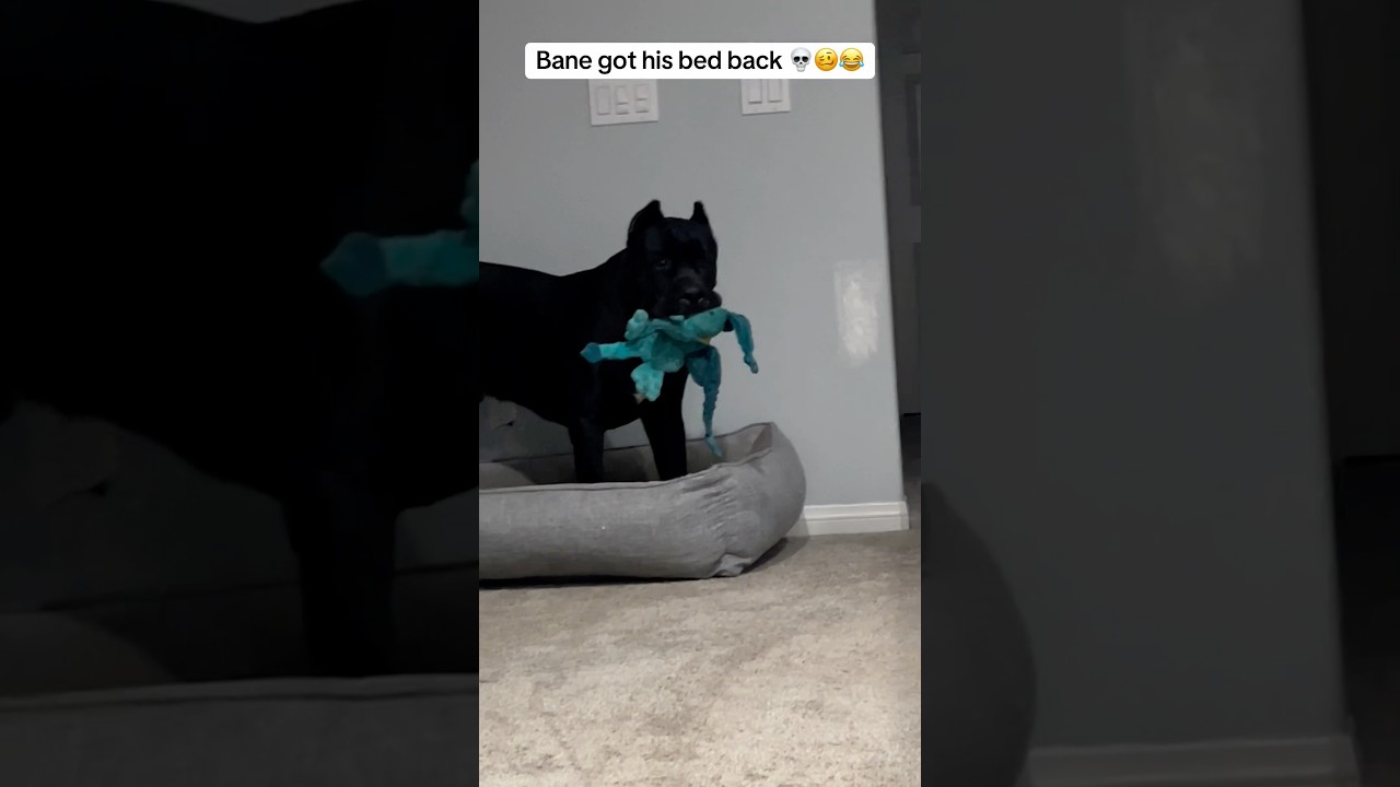 My dog loves his too small dog bed