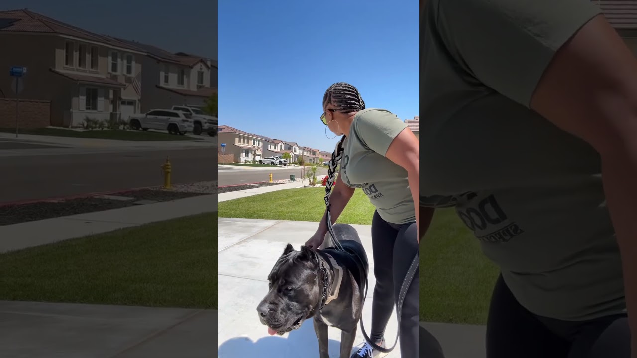 Dog still keeps everyone on their toes in the neighborhood