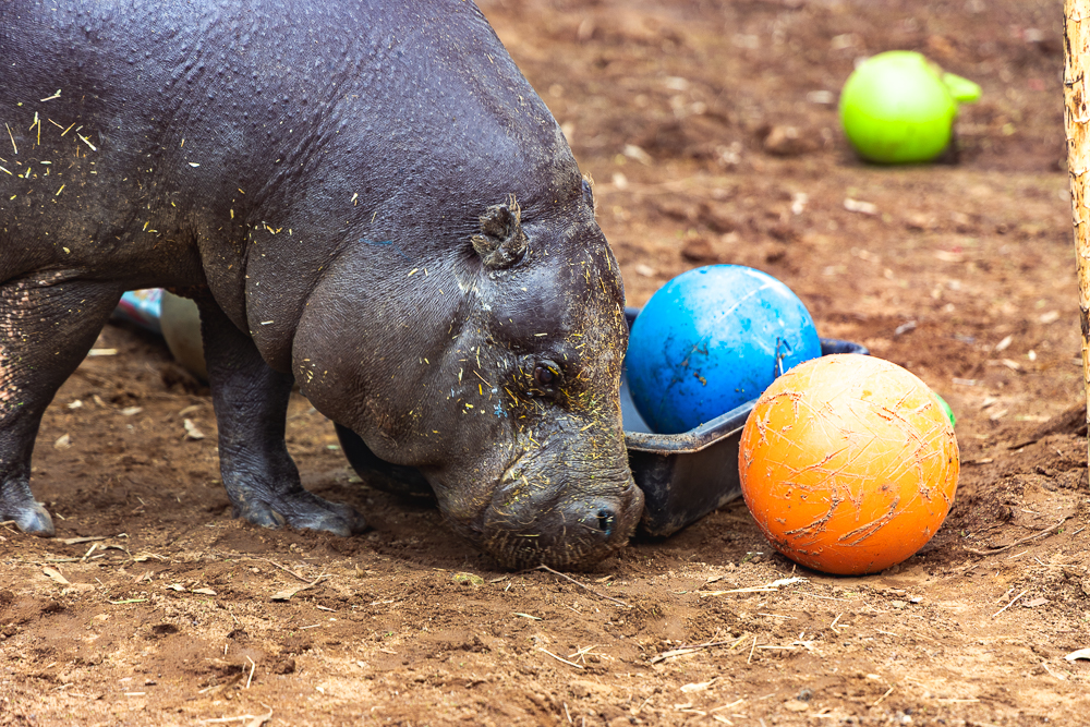 San Diego Humane Society celebrates world’s oldest pygmy hippo in captivity