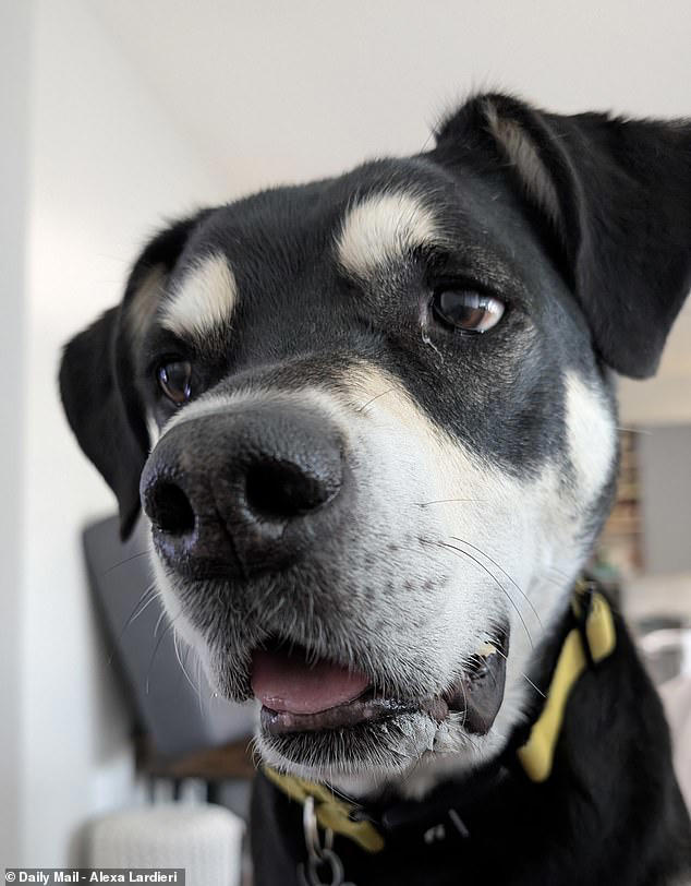 Scientists now say dogs can be autistic like humans: Here are the signs ...