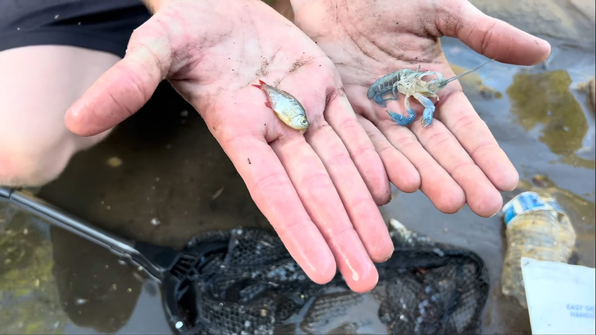 How a dirty tank turned into a fish rescue