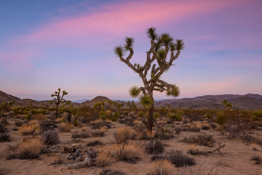 14 desert wildlife trips with red rocks, night skies, and short trails