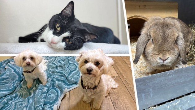 „Wer will mich?“: Diese Tiere haben kein Zuhause
