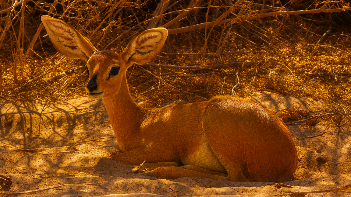 Is This the Cutest Desert Animal Ever?