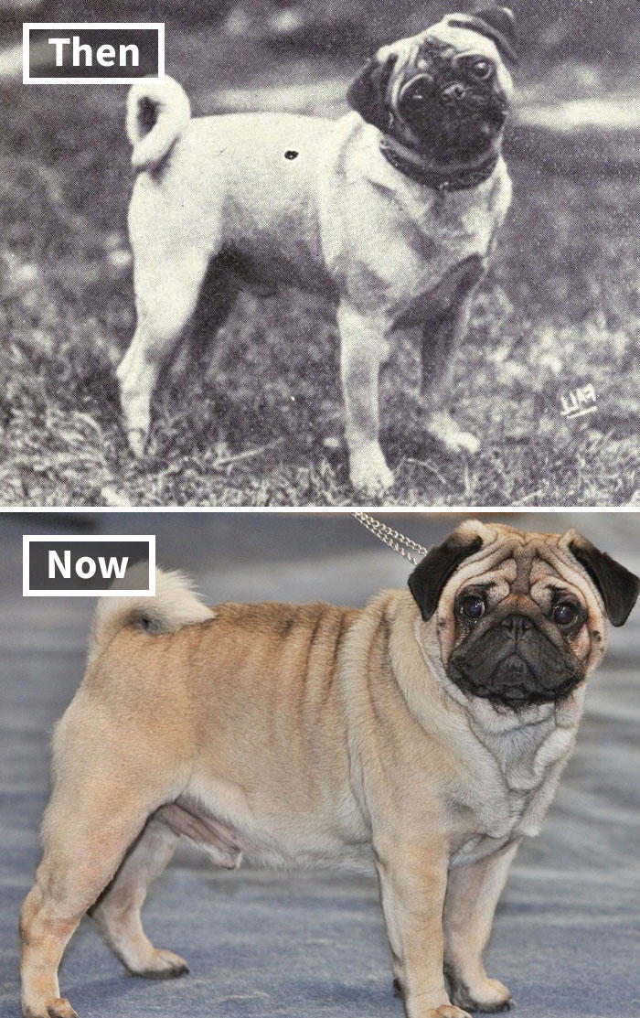 The effect of selective breeding: Dog breeds today vs 100 years ago