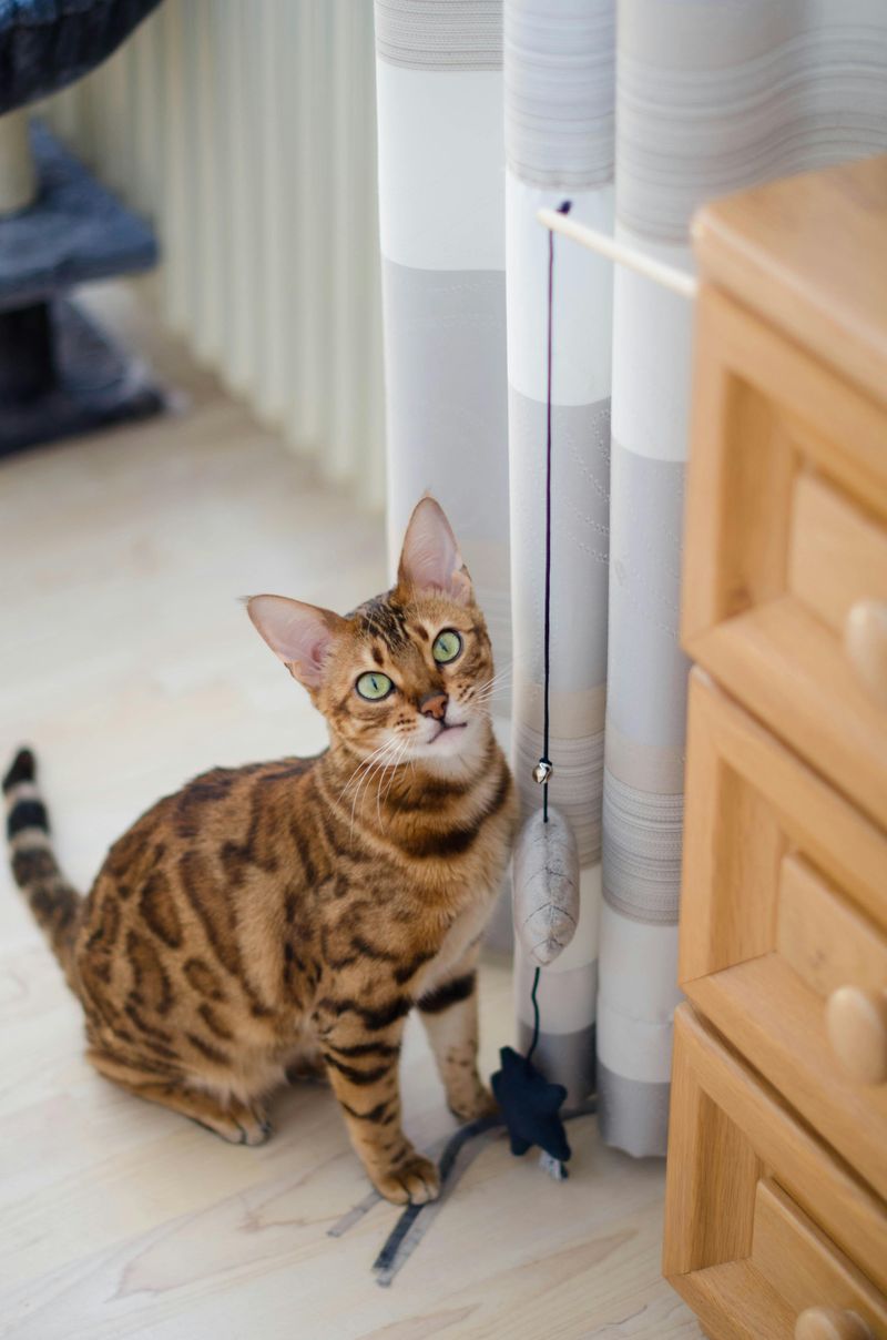 7 Cat Breeds Seniors Should Avoid And 6 They Should Consider Getting