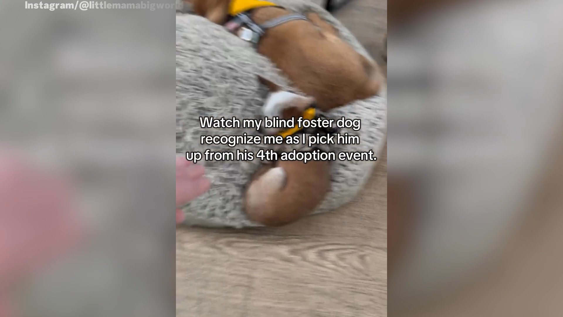 Tears As Blind Rescue Dog Waiting For Home Recognizes Foster Mom