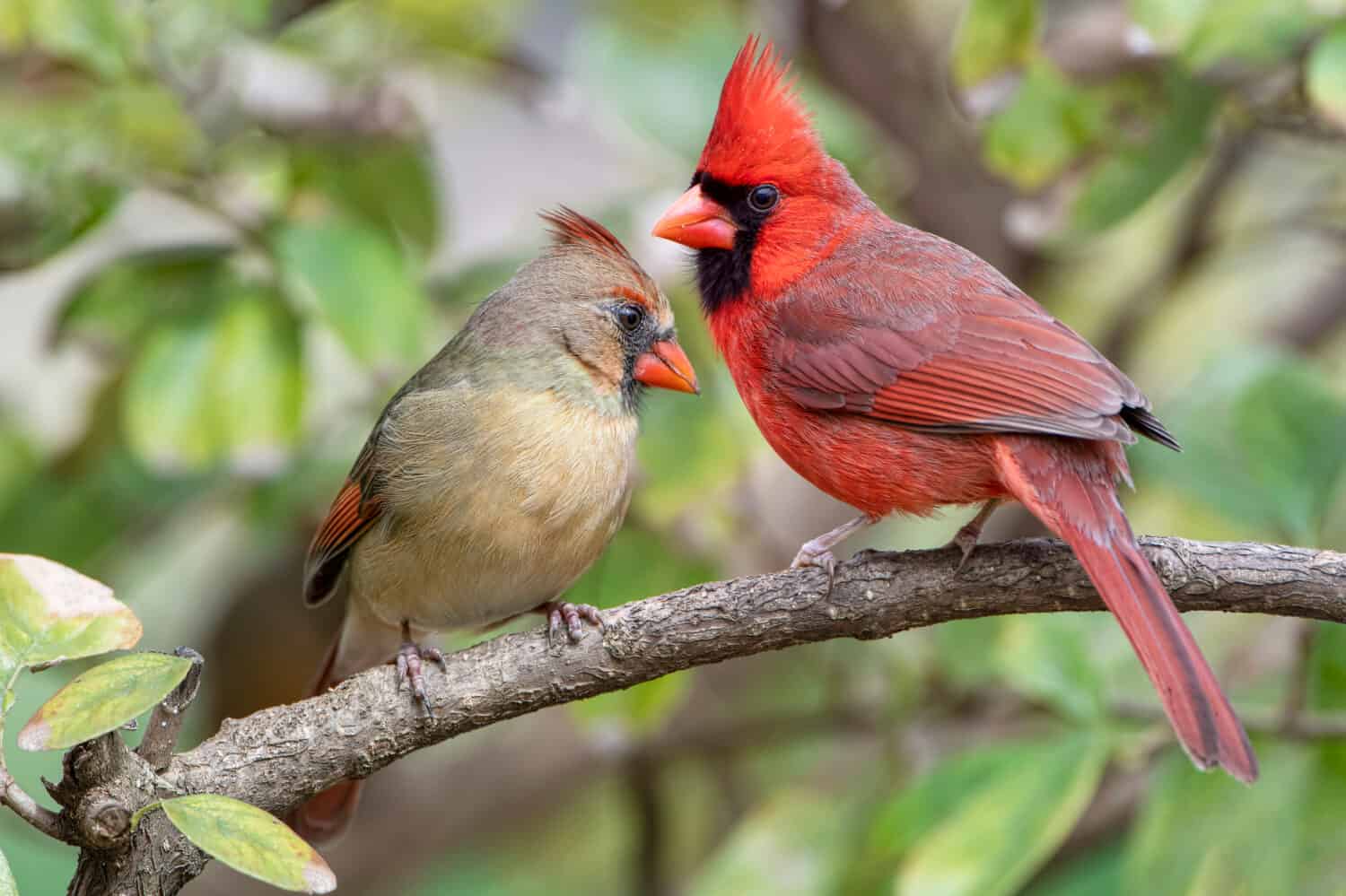 These 7 Birds are The Best Backyard Visitors