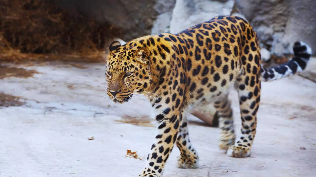 Where to see the world's rarest big cats?