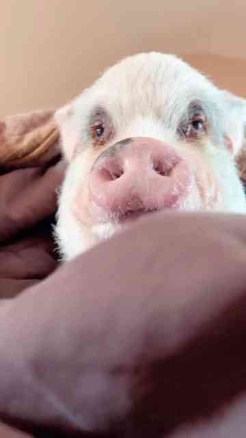 Flappy Ears, Foaming Mouth, Full Rainbow Pig Mode