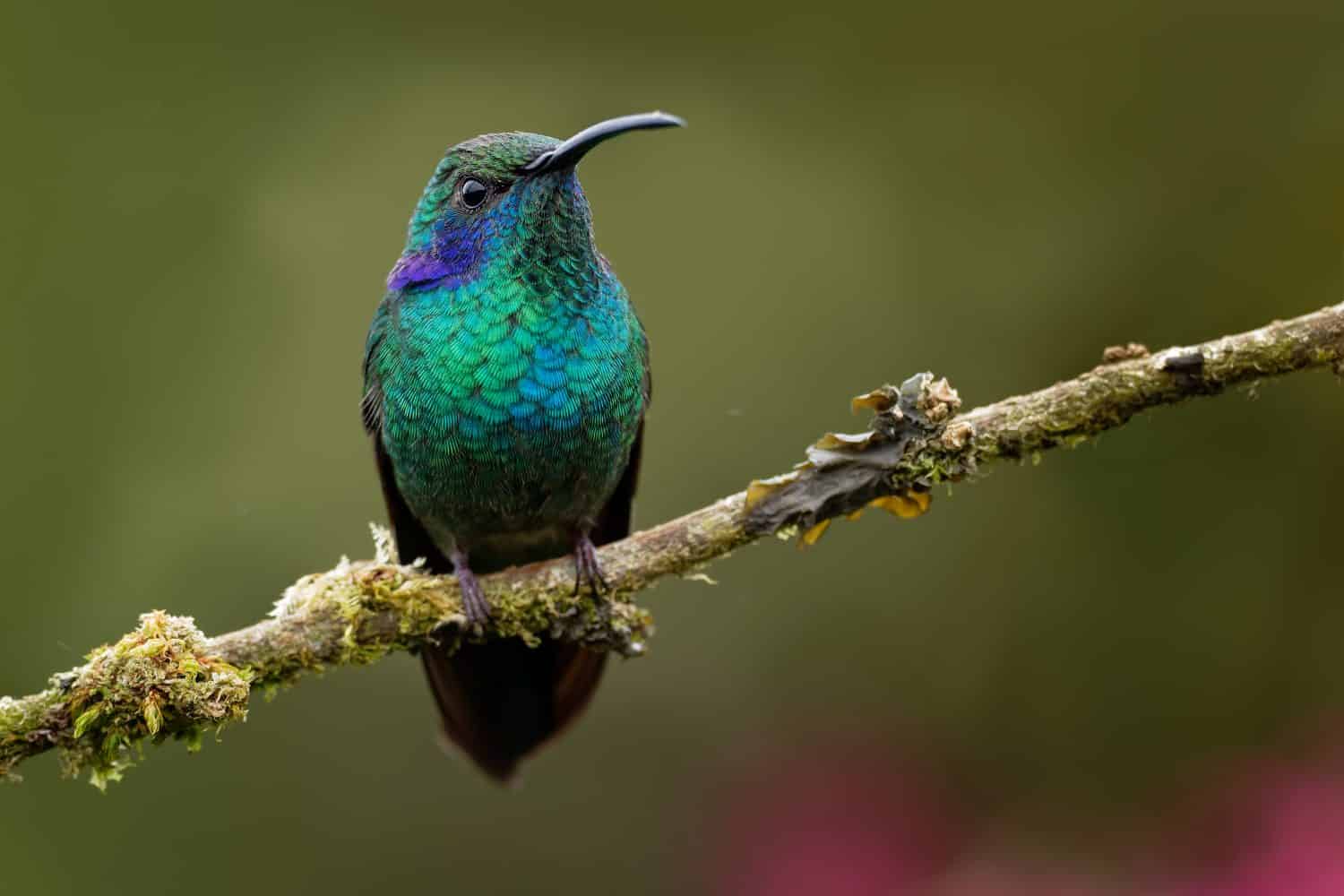 These 7 Birds are The Best Backyard Visitors