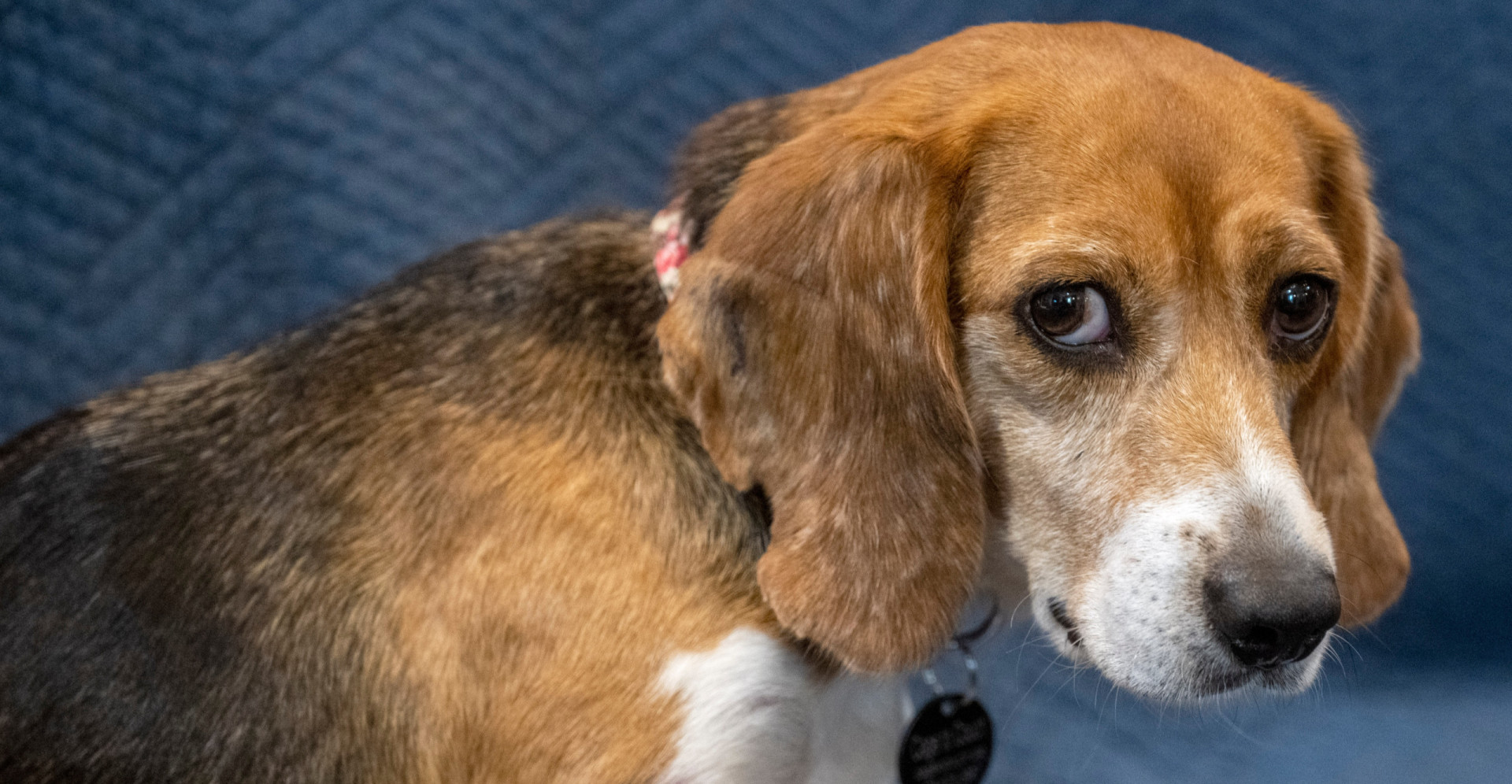 Sounds that freak dogs out