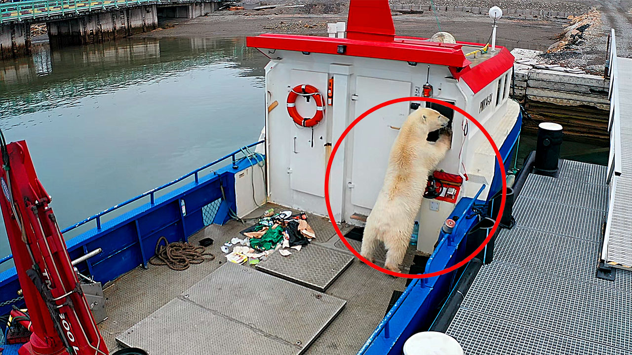 A Polar Bear Is Caught by a Drone While Invading My Boat