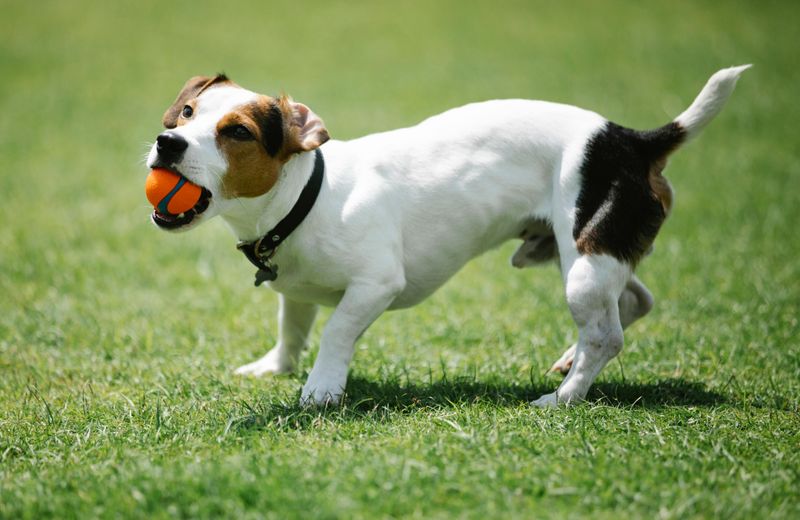 10 Dog Breeds That Get Bored Fast And The Games That Keep Them Happy
