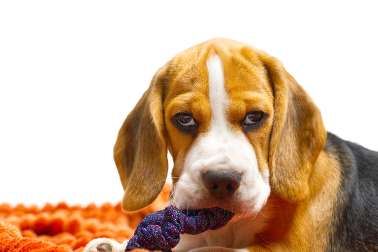 Enrichment Ideas for a Bored Indoor Dog