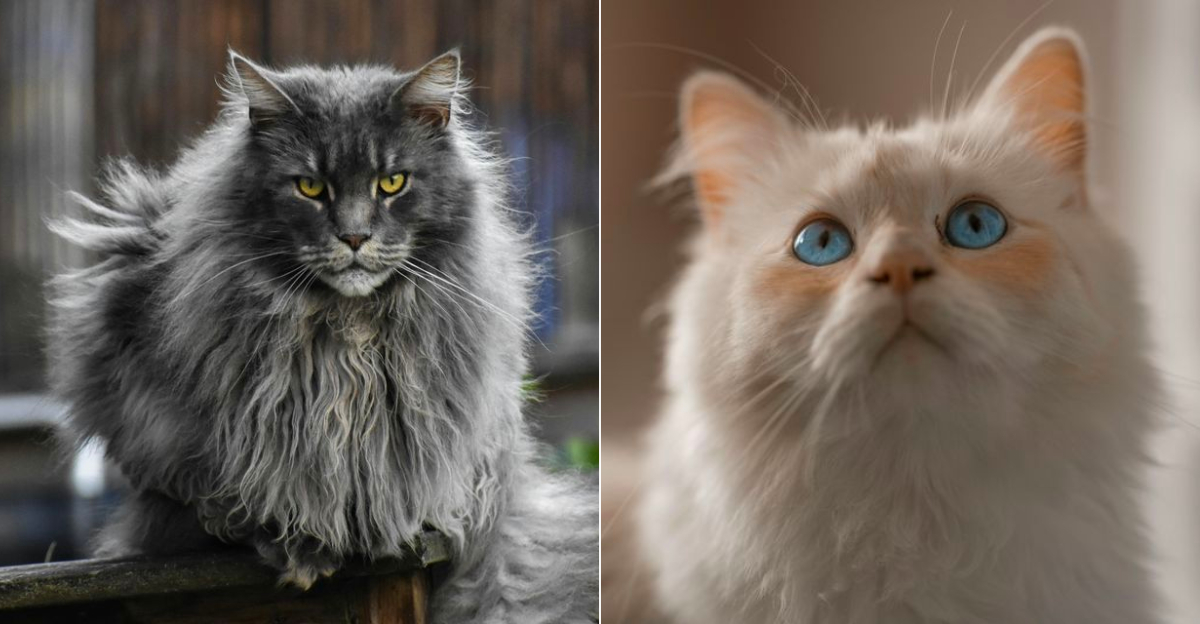 7 Cat Breeds Seniors Should Avoid And 6 They Should Consider Getting