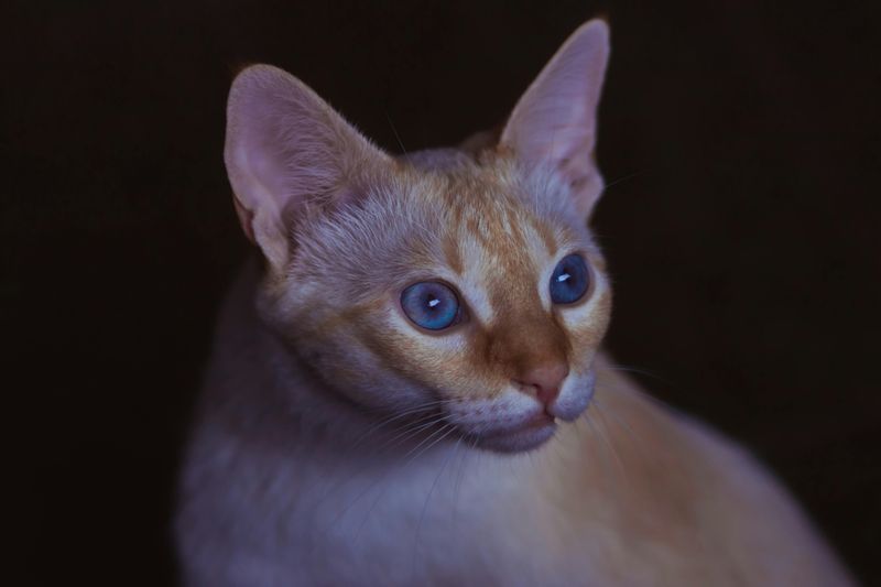 7 Cat Breeds Seniors Should Avoid And 6 They Should Consider Getting