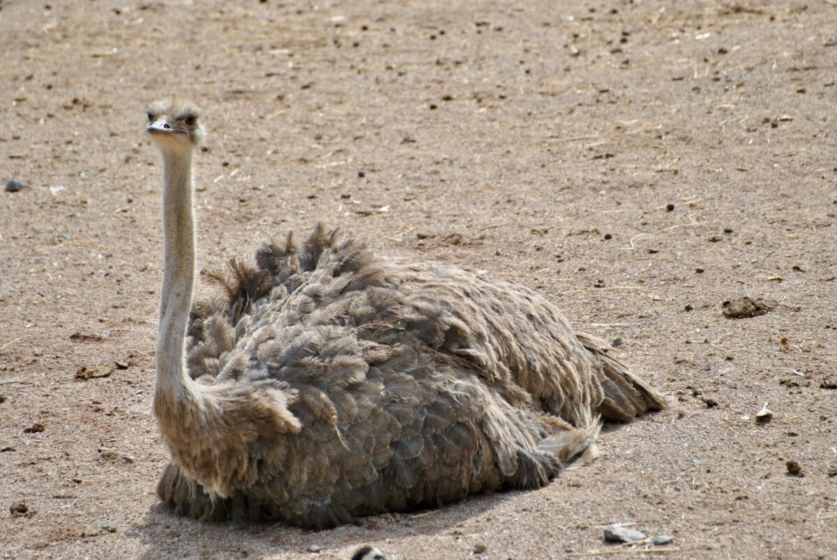 Common ‘Facts’ About Animals That Are All Wrong