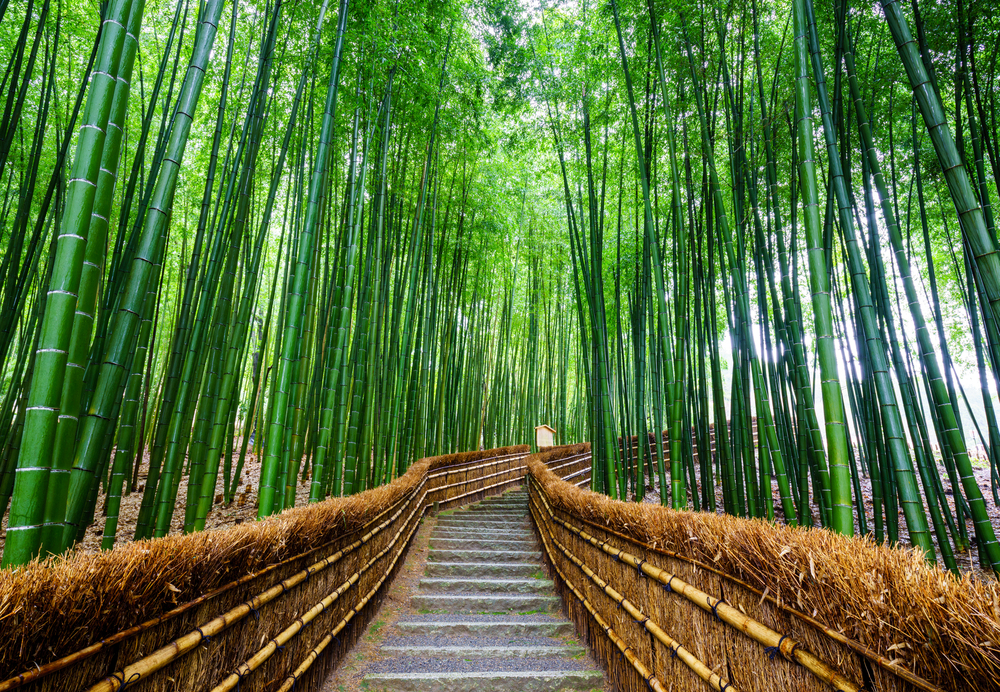 Cultural sites to visit in Kyoto and Osaka