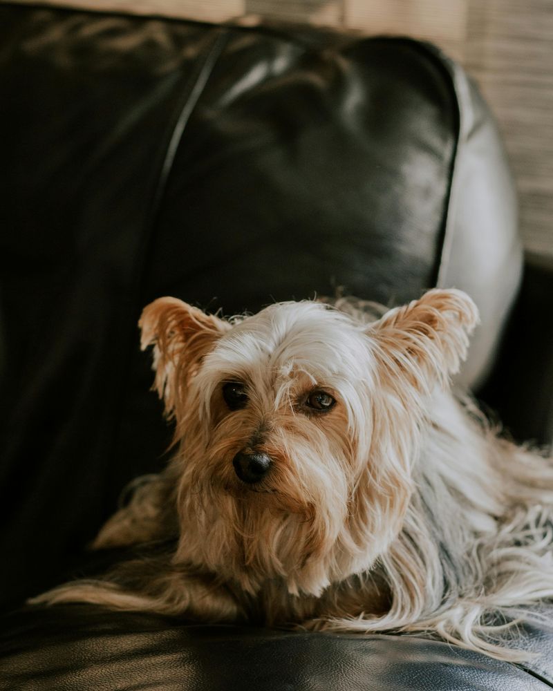 14 Small Dog Types That Think They're Giants (And The Grooming They ...