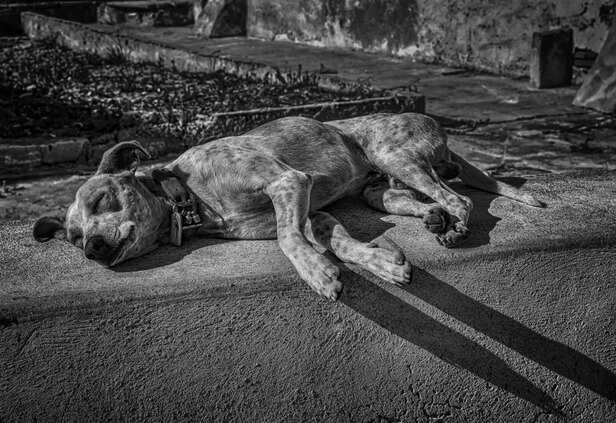Can Dogs Sense Evil? The Sixth Sense in Dogs