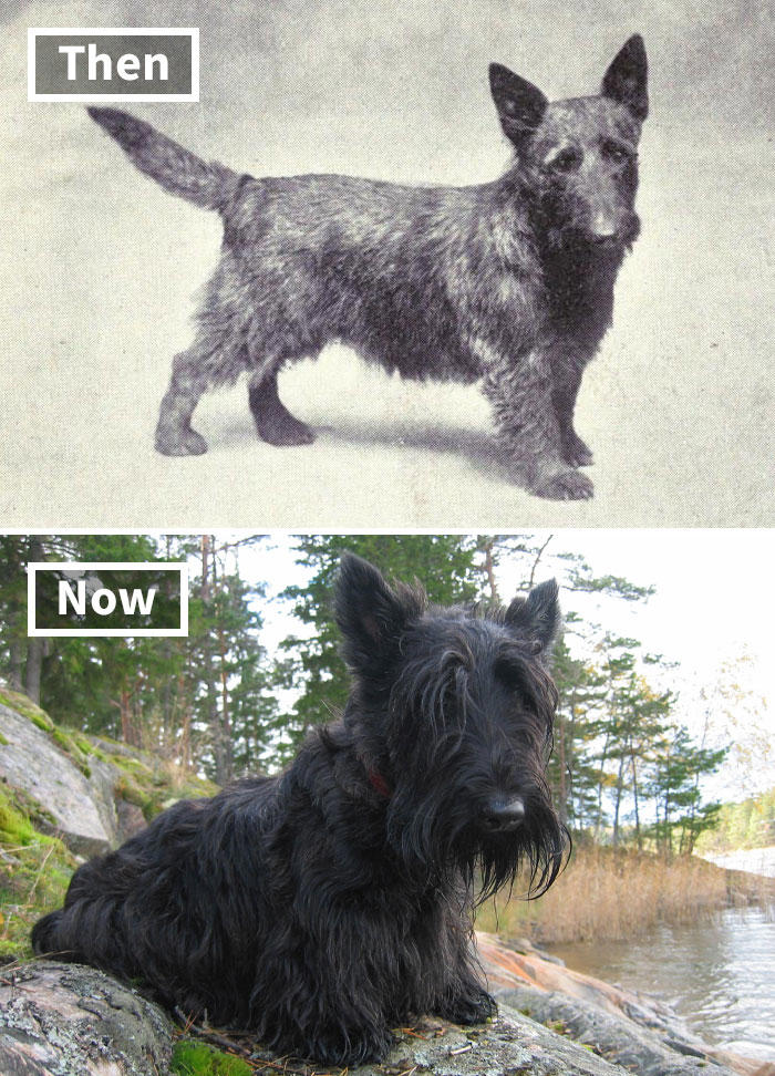 The effect of selective breeding: Dog breeds today vs 100 years ago