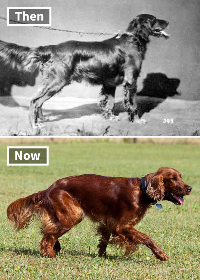 The effect of selective breeding: Dog breeds today vs 100 years ago