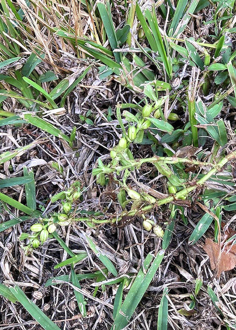 How to tackle Virginia buttonweed and other stubborn lawn problems